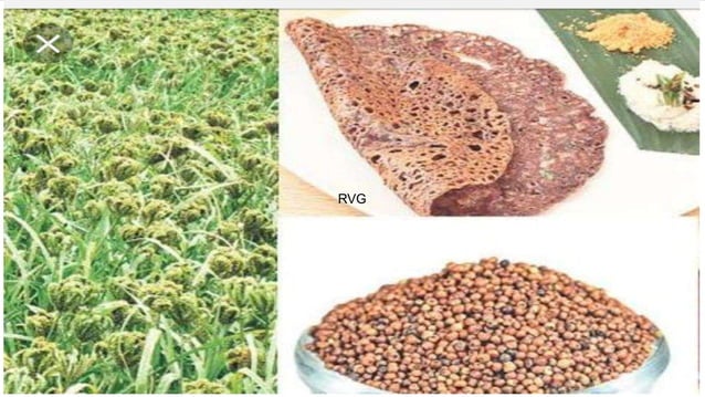 Ragi / fingermillet | PPTX | Agriculture | Industries