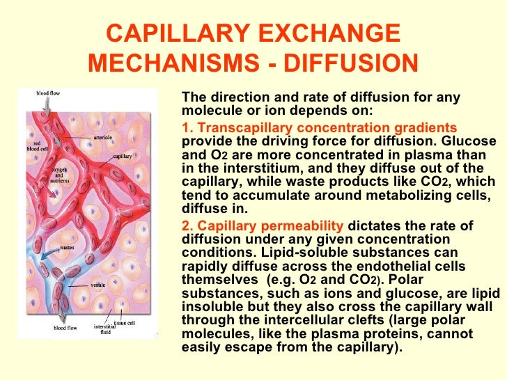 31. cardiovascular 3-08-09