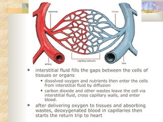 Circulatory System | PPT