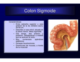 31. intestino grueso | PDF