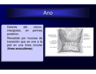 31. intestino grueso | PDF