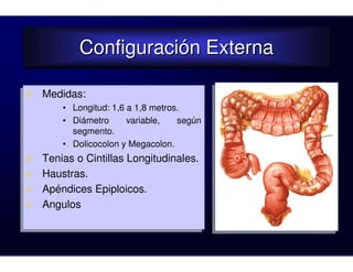 31. intestino grueso | PDF