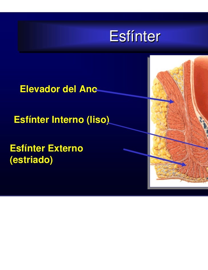 31. intestino grueso