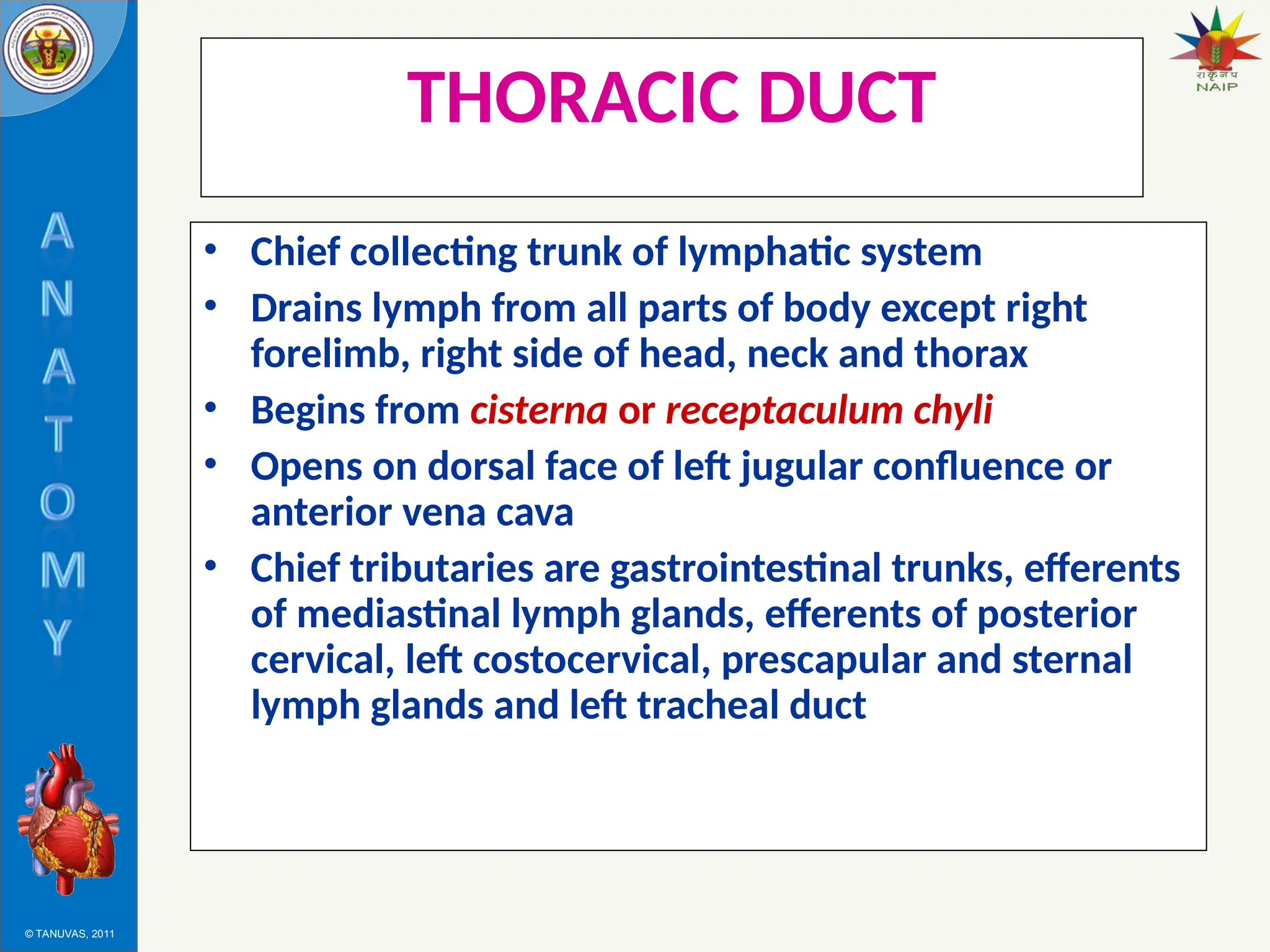 Lymphatic system of Animals and its mechanism | PPT