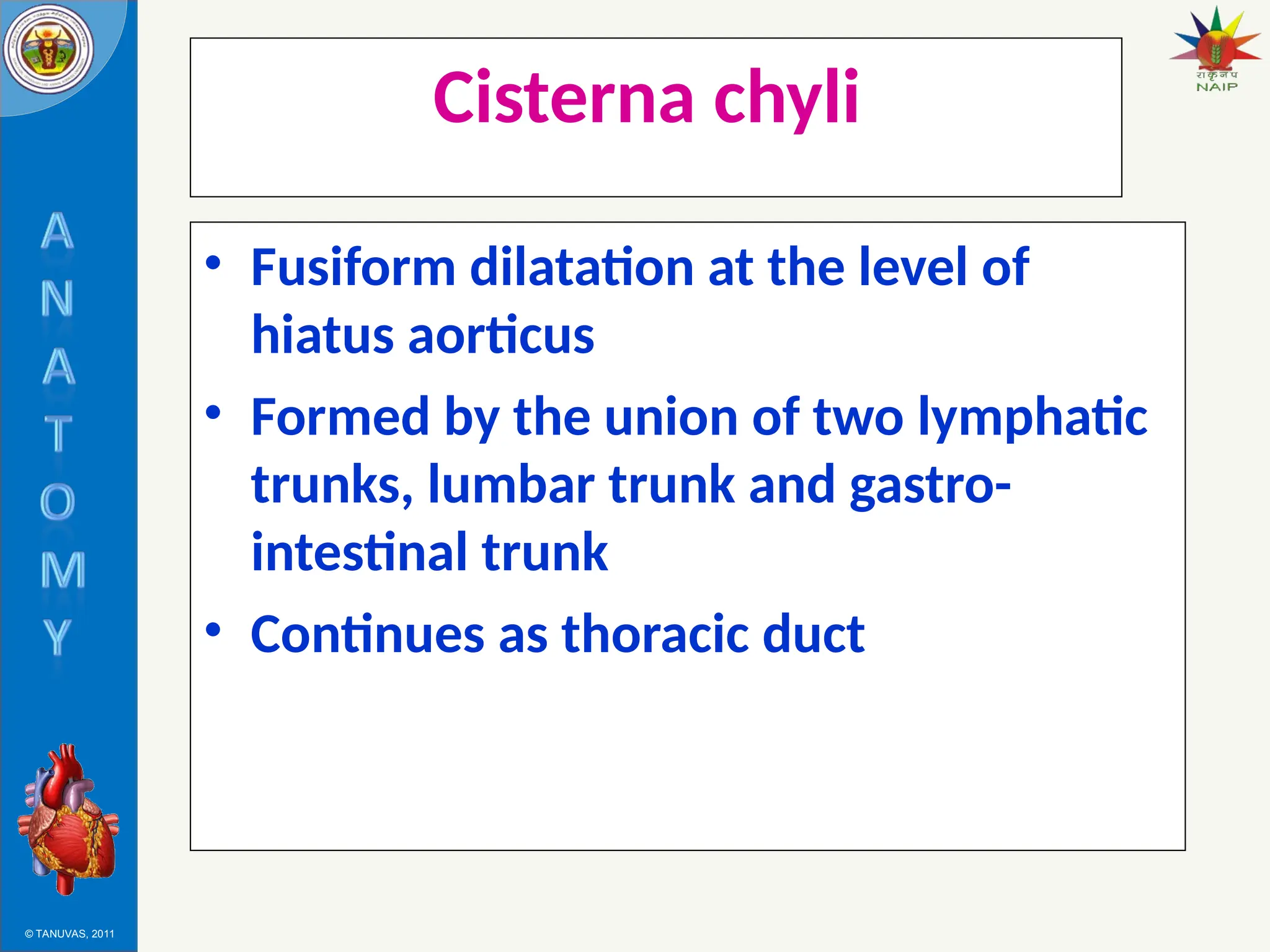 Lymphatic system of Animals and its mechanism | PPT