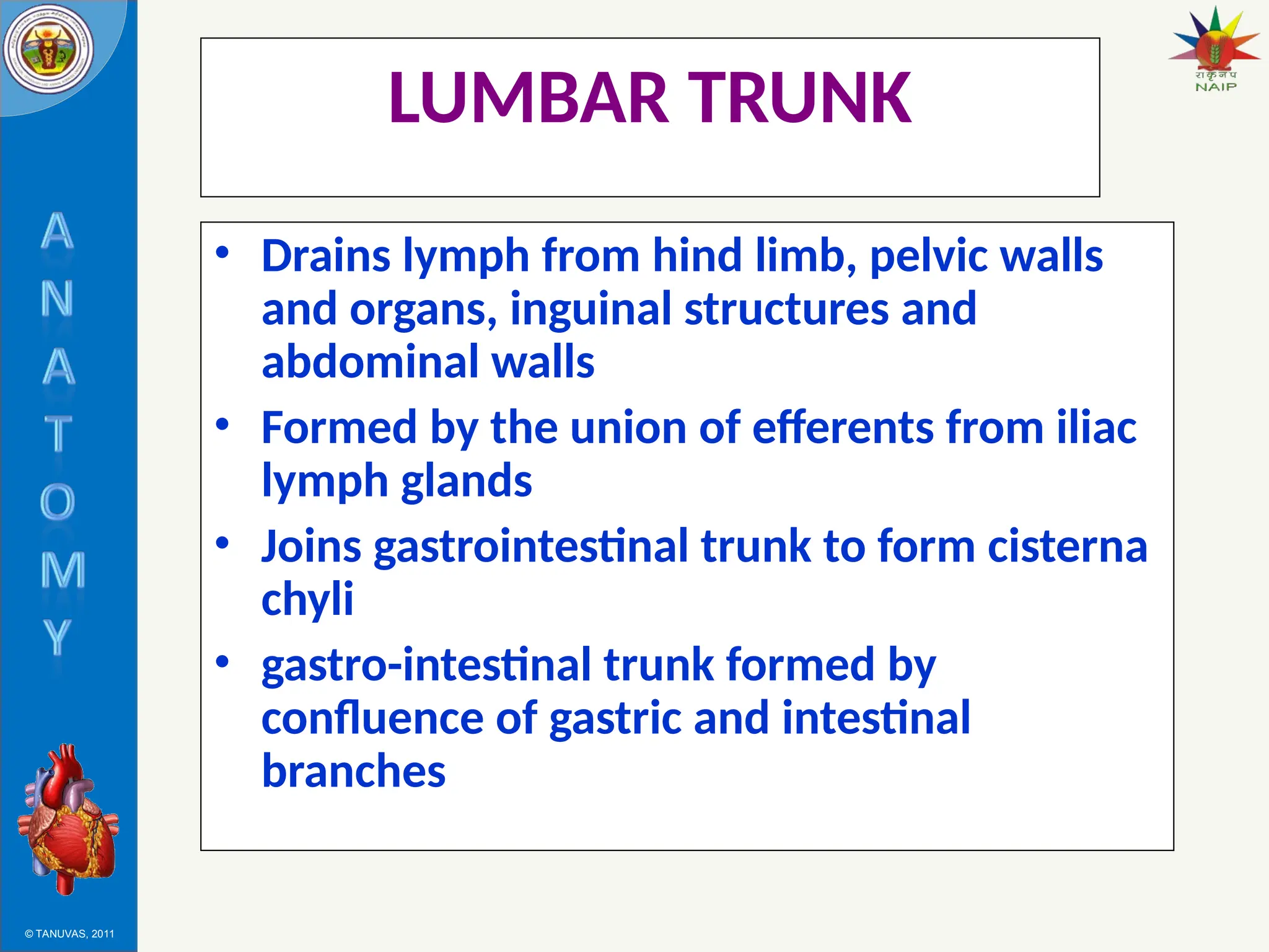 Lymphatic system of Animals and its mechanism | PPT
