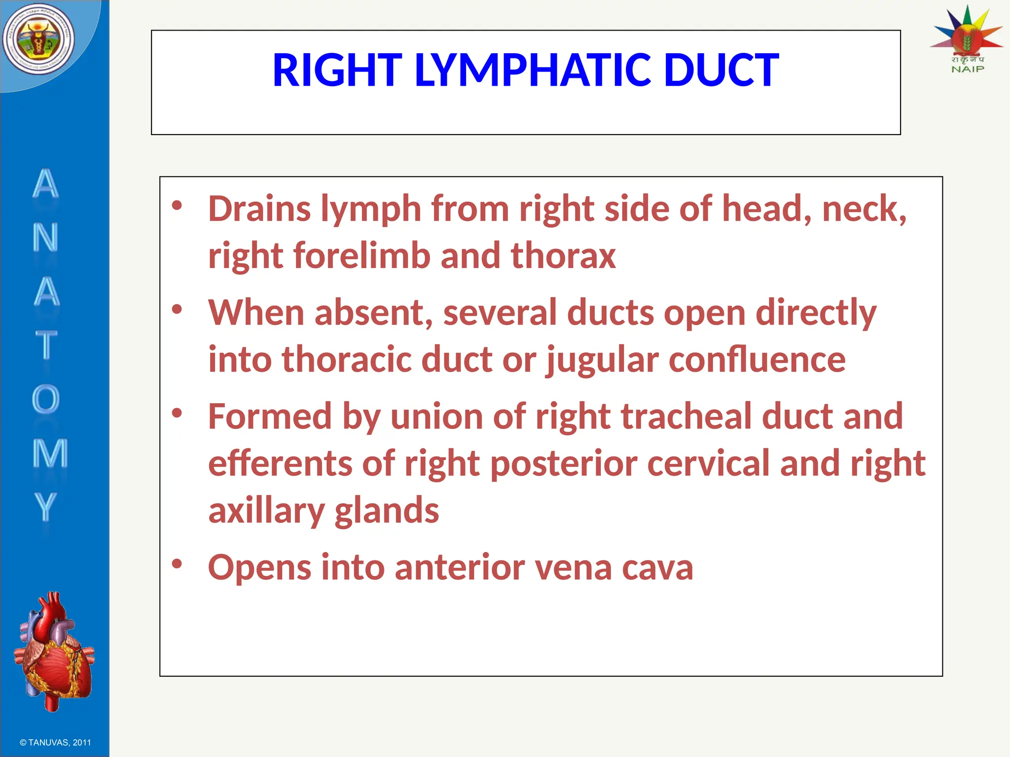 Lymphatic system of Animals and its mechanism | PPT