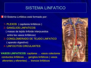 31 Sistema Linfatico | PPT | Biological Sciences | Science