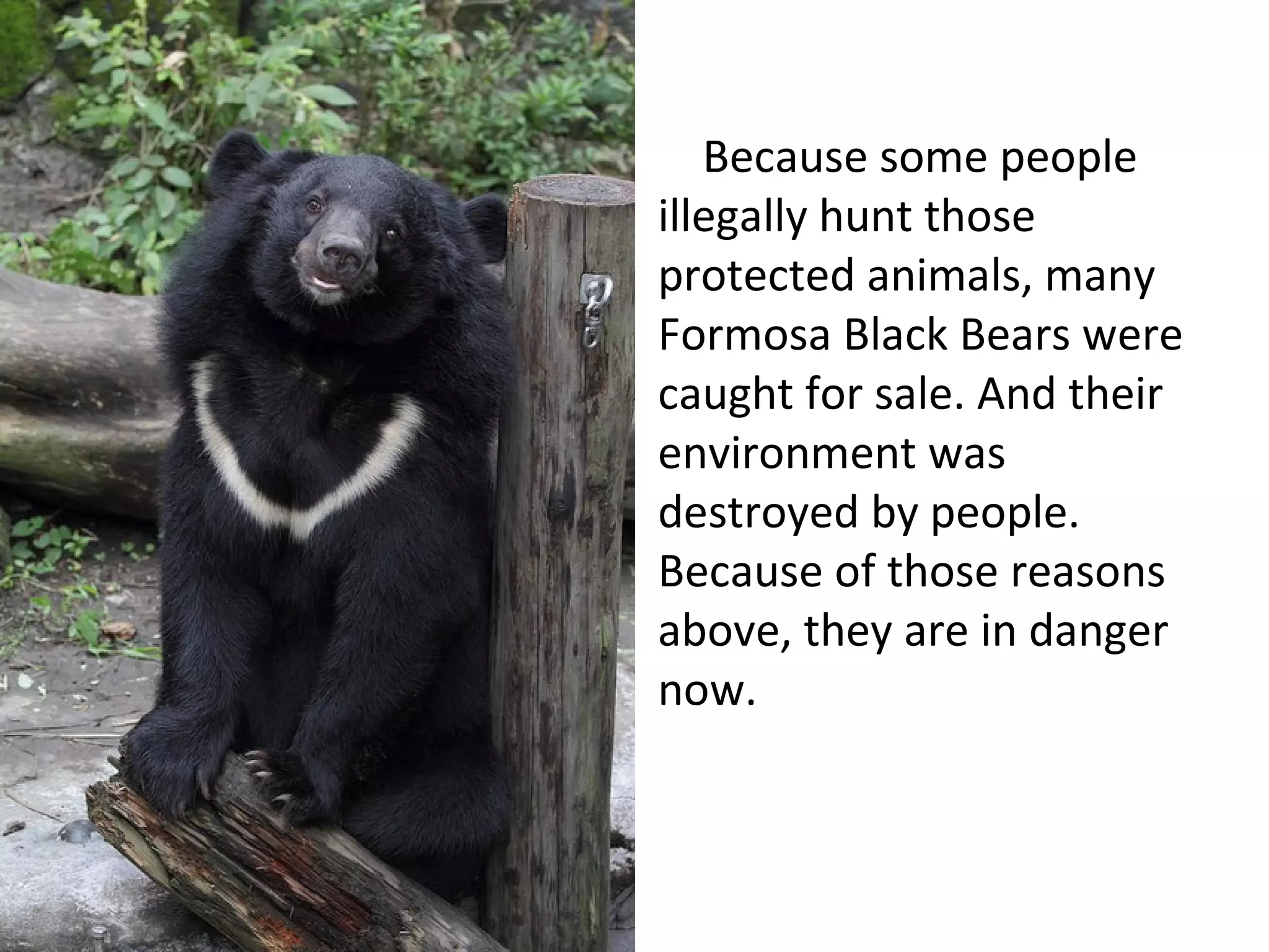 310 formosan black bear | PPT
