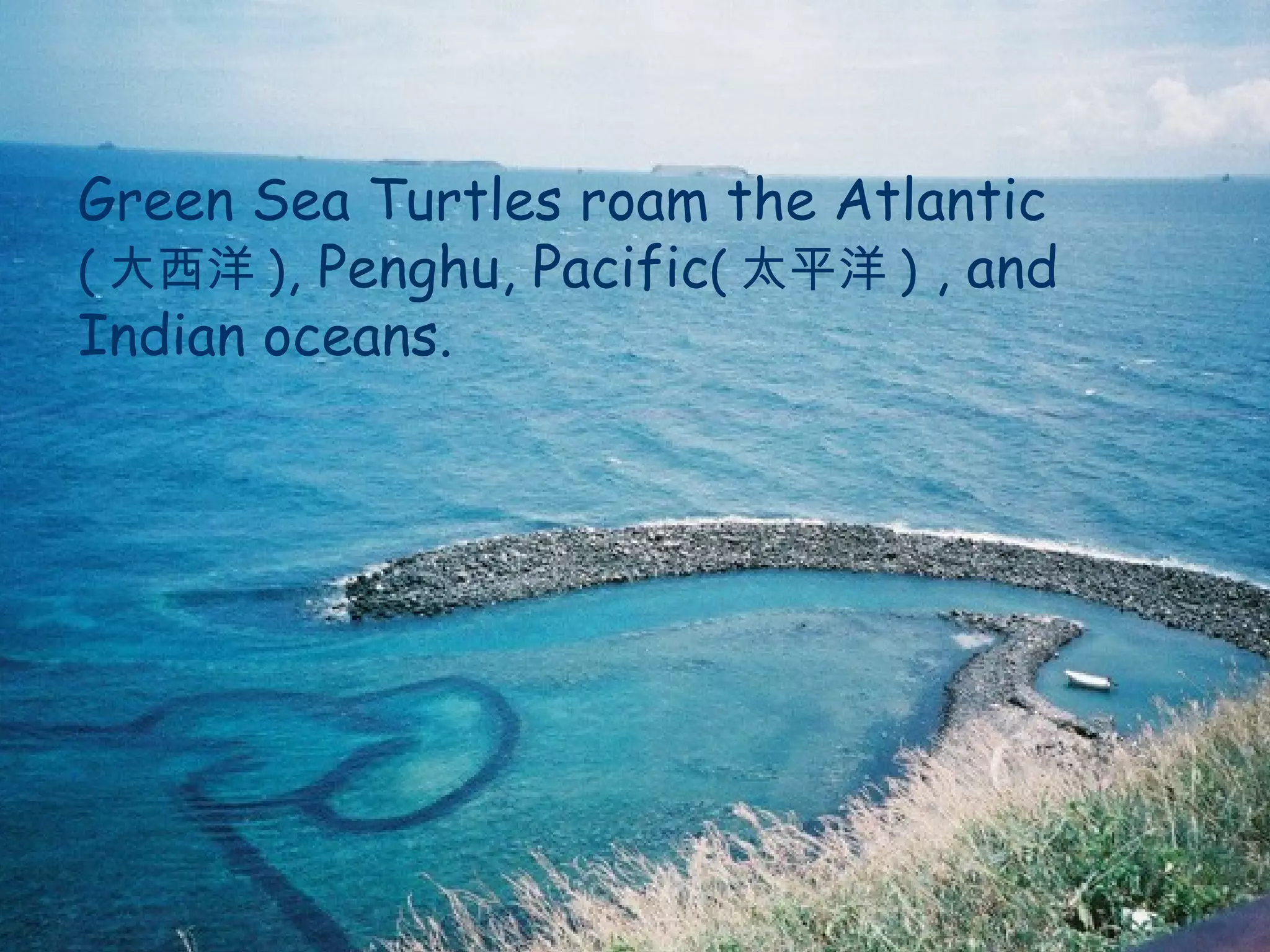 310 green sea turtles | PPT