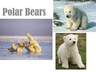 310 polar bears | PPT | Polar Travel | Travel Locations