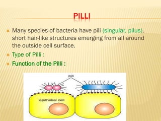 311-bacteria-student.pdf