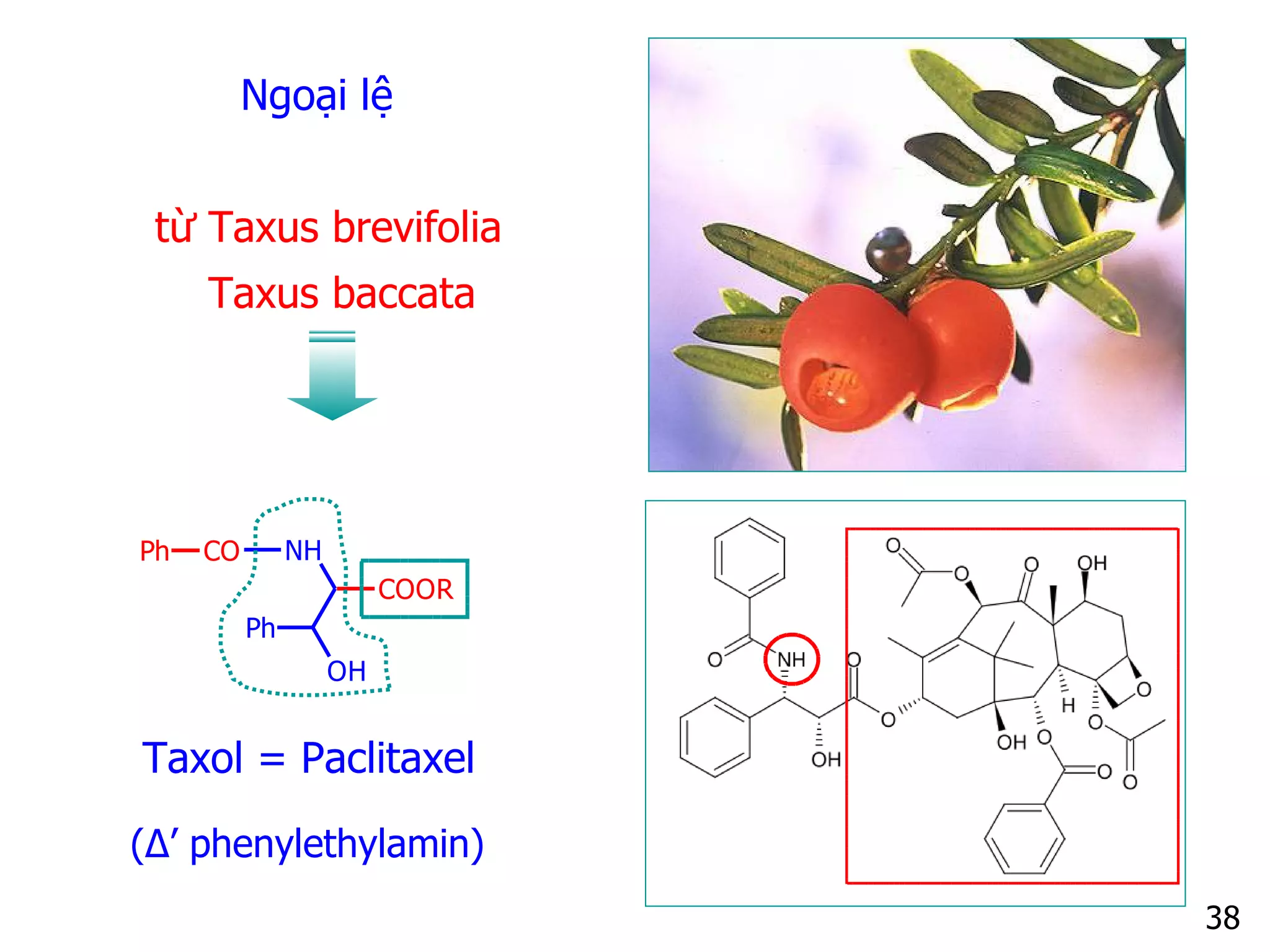 Bài Giảng Alcaloid Dược Liệu Chứa Alcaloid | PDF