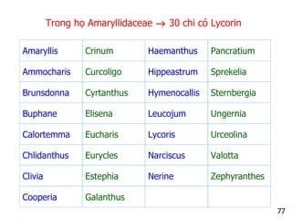 Bài Giảng Alcaloid Dược Liệu Chứa Alcaloid | PDF
