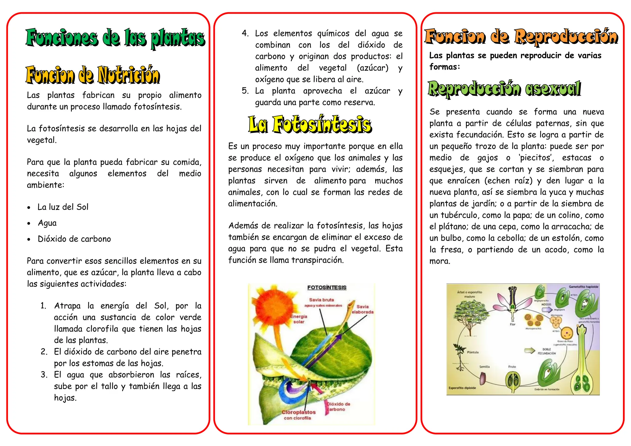313501569-TRIPTICO-Funciones-de-Las-Plantas.pdf