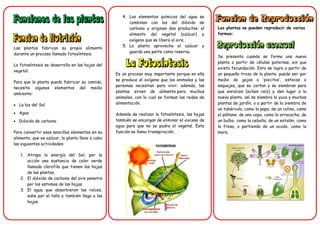 313501569-TRIPTICO-Funciones-de-Las-Plantas.pdf