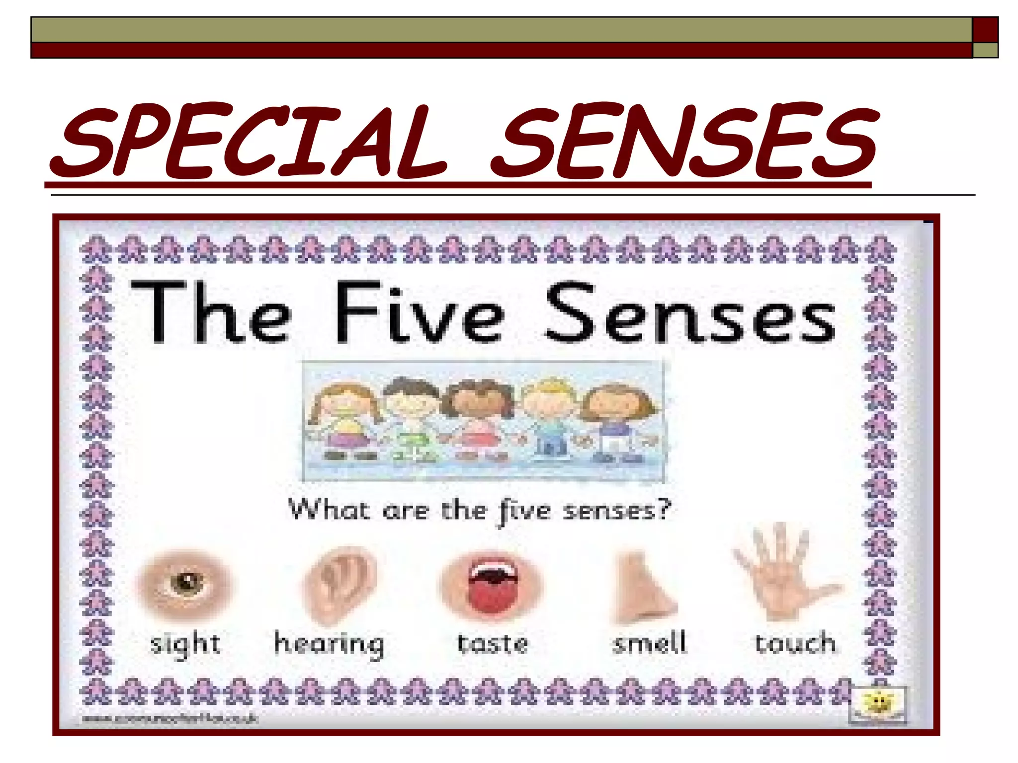 SPECIAL SENSES | PPT | Eye and Vision Conditions | Diseases and Conditions