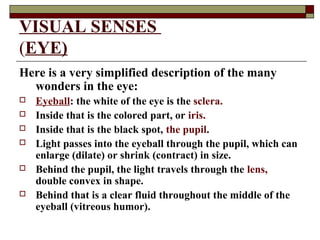 SPECIAL SENSES | PPT