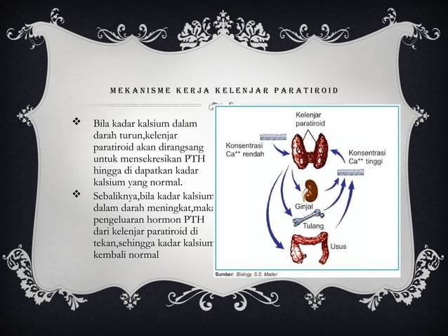 kelenjar paratiroid manusia dan fungsinya | PPT
