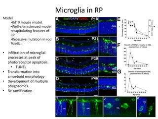 ARVO 2015 05042015 FINAL | PPT