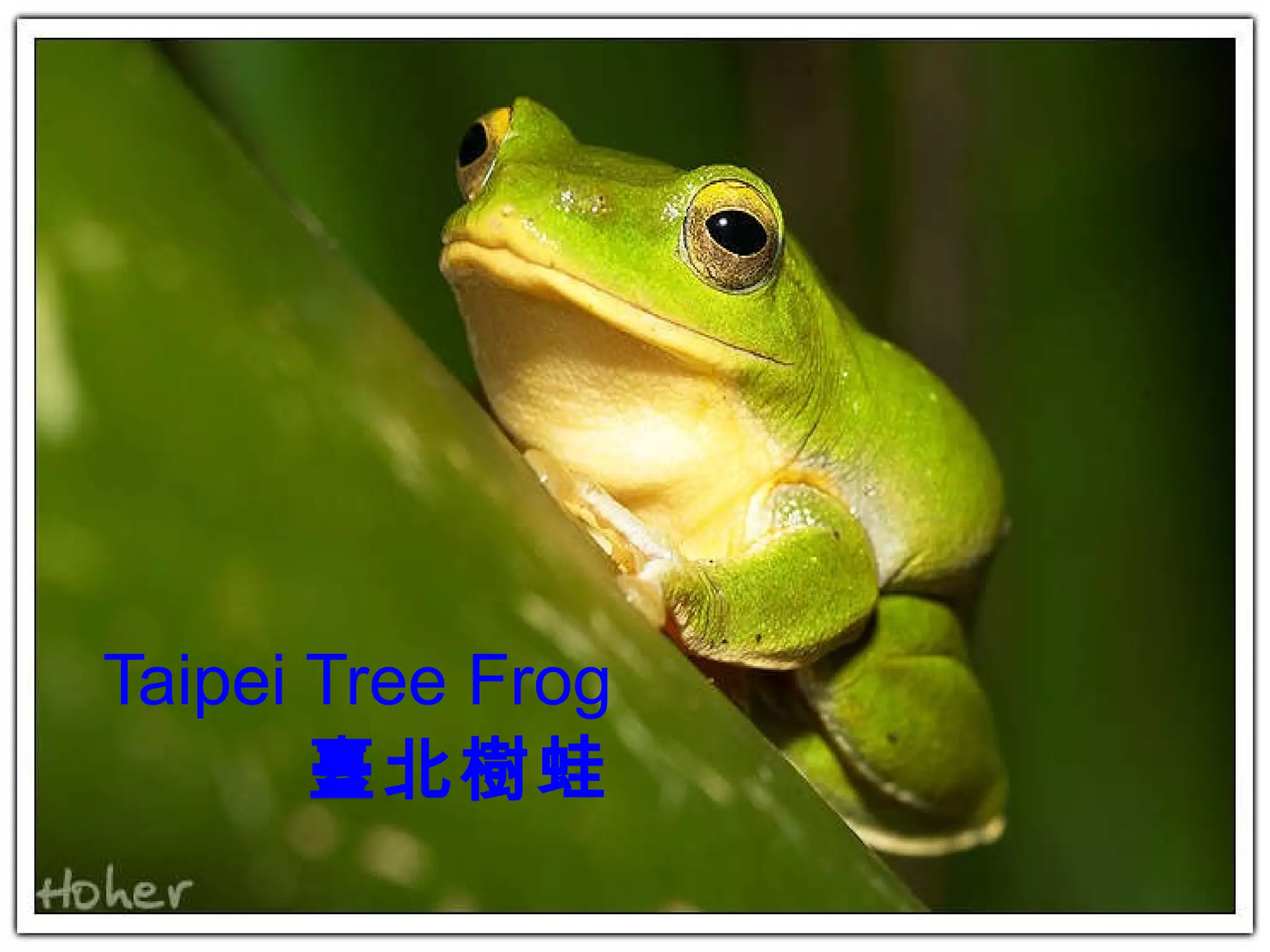 315 taipei tree frogs | PPT
