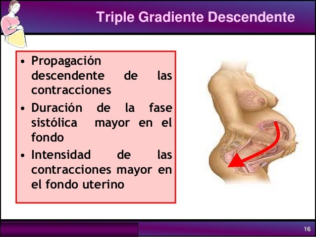 FISIOLOGIA contraccion-uterina