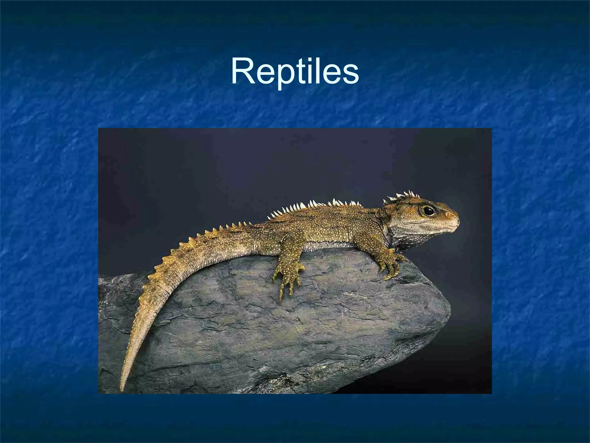 Reptiles | PPT