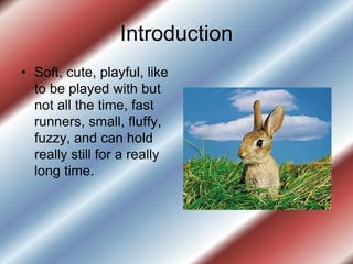 Rabbit | PPTX