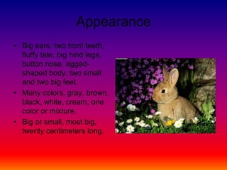 Rabbit | PPTX