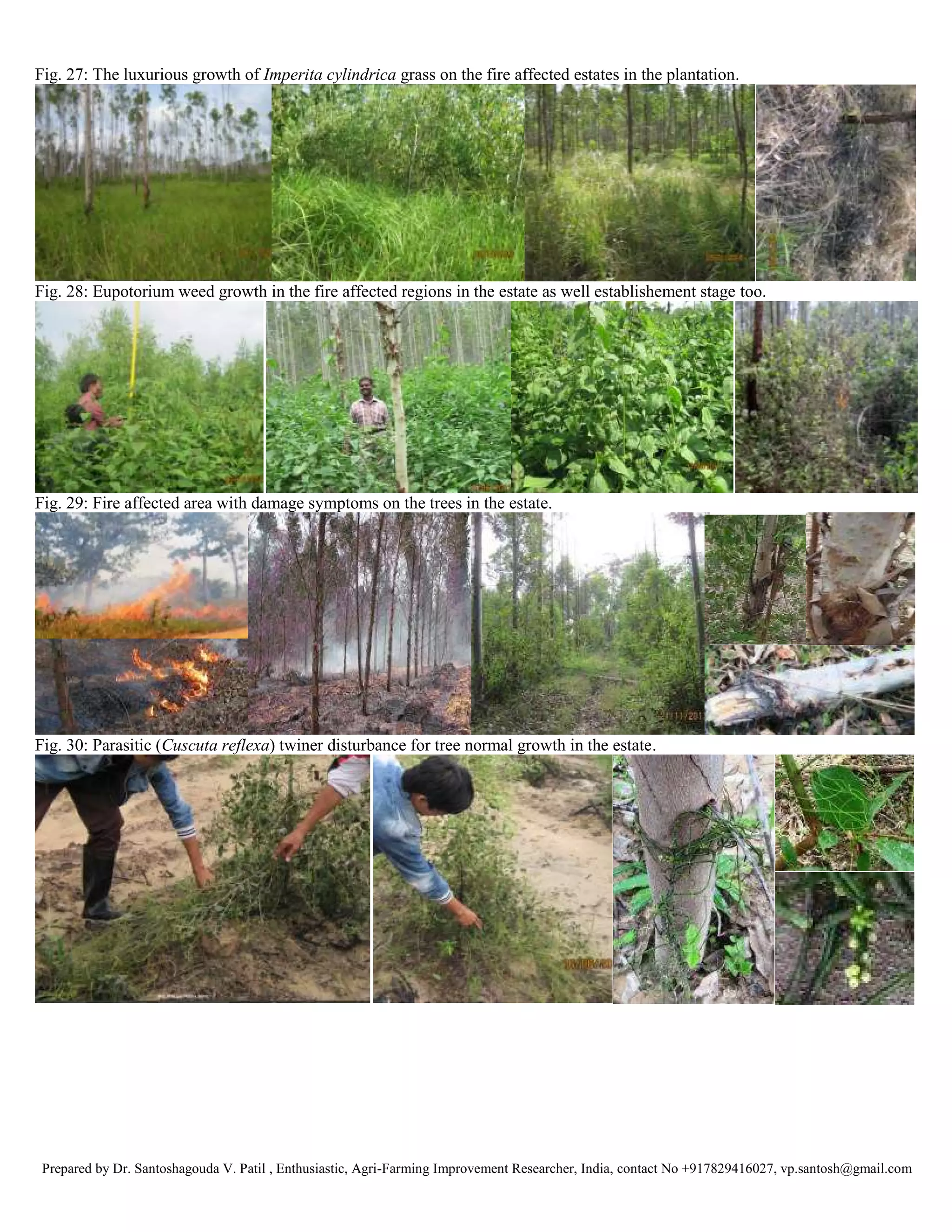 Eucalyptus-report-Santosh-Patil | PDF