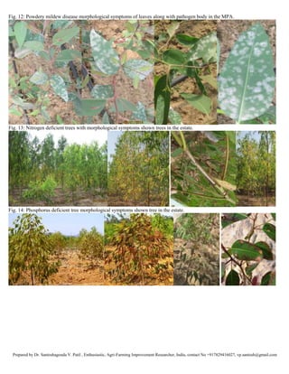 Eucalyptus-report-Santosh-Patil | PDF | Agriculture | Industries