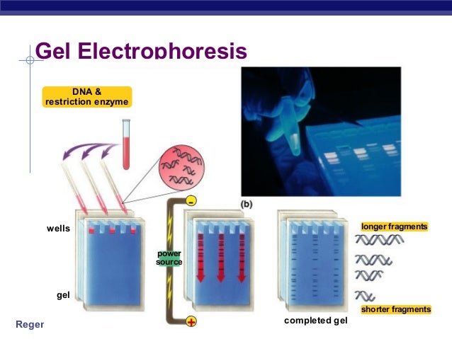 Gel Electrophoresis Notes