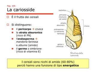 3 1 cereali_e_derivati | PPT | Nutrition | Healthy Living