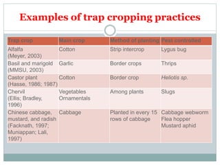 32.Trap cropping A Lecture By Mr. Allah Dad Khan Visiting Professor the ...