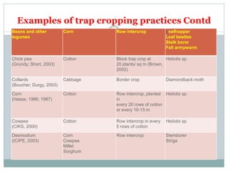 32.Trap cropping A Lecture By Mr. Allah Dad Khan Visiting Professor the ...
