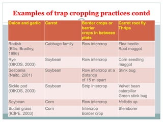 32.Trap cropping A Lecture By Mr. Allah Dad Khan Visiting Professor the ...