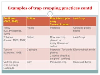 32.Trap cropping A Lecture By Mr. Allah Dad Khan Visiting Professor the ...