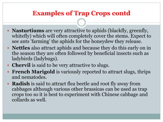 32.Trap cropping A Lecture By Mr. Allah Dad Khan Visiting Professor the ...