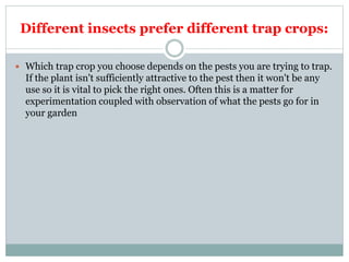 32.Trap cropping A Lecture By Mr. Allah Dad Khan Visiting Professor the ...