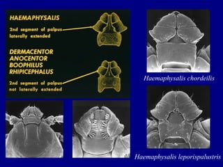 Important ticks and their classification | PPT