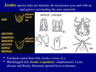 Important ticks and their classification | PPT