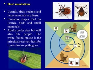 Important ticks and their classification | PPT