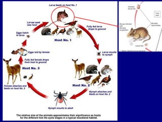 Important ticks and their classification | PPT