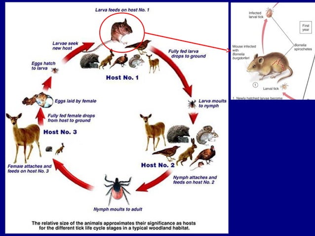 Important ticks and their classification | PPT