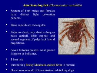 Important ticks and their classification | PPT