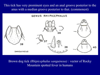 Important ticks and their classification | PPT