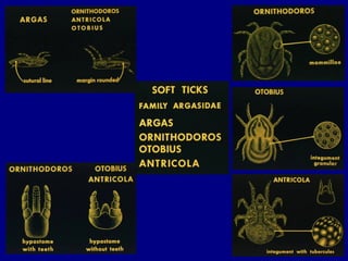 Important ticks and their classification | PPT