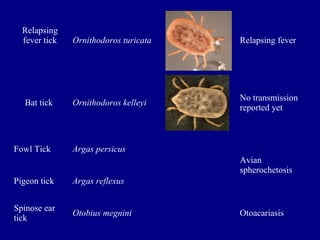 Important ticks and their classification | PPT