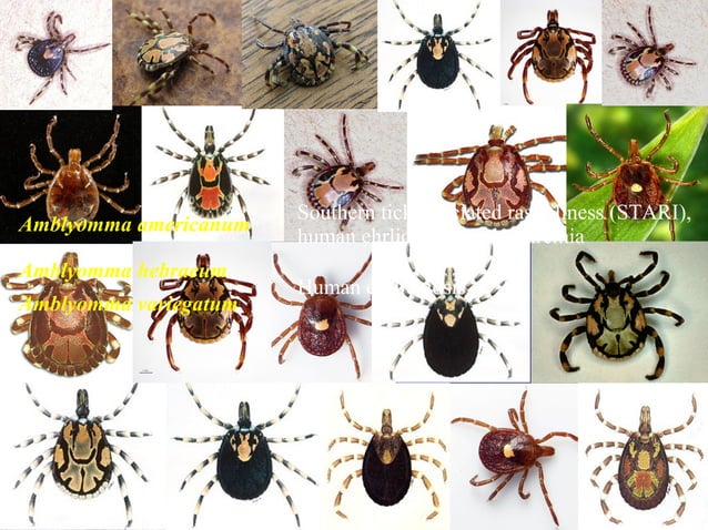 Important ticks and their classification | PPT
