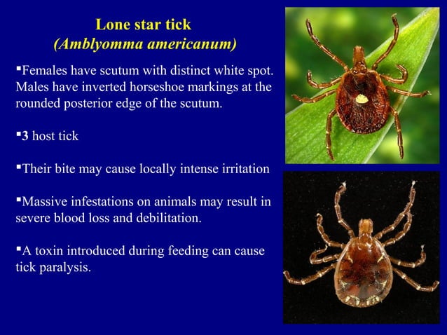 Important ticks and their classification | PPT